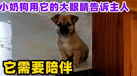 小奶狗也会孤单乖乖地坐在门口等主人陪它一起玩 YouTube