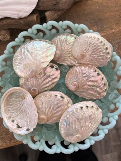 Beach Decor Abalone Shells 5 Pcs Abalone Shells Lg Abalones