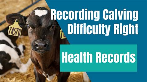 Milk Fever In Cows Causes Symptoms And Treatment