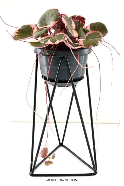 Strawberry Begonia Care Guide Saxifraga Stolonifera