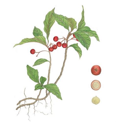 이소영의 도시식물 탐색 천냥금과 만냥금은 존재하지 않는다