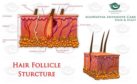 HAIR SCALP VISUAL NATIVA