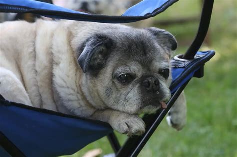 Los Problemas De Los Perros De Hocico Chato Cuáles Son Qué Problemas