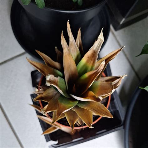 When And Where Should I Trim My Pineapple 🍍