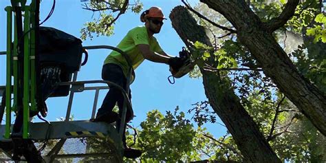 Tree Removal Procedure How Every Certified Arborist Do It