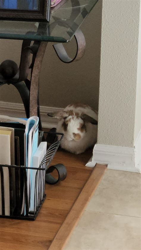 So Small Yet So Angry 😂 Rmurderbuns