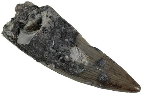 97 Serrated Triassic Reptile Postosuchus Tooth Arizona 231157