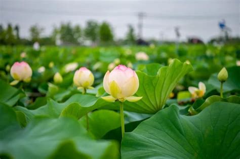 与荷花“藕遇”，金山这里迎来了盛花期！请收下今夏第一波荷花美图——上海热线hot频道