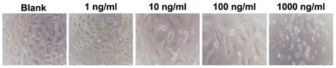 Comparison Of The Effects Of Rapamycin On Cellular Morphology Of Human