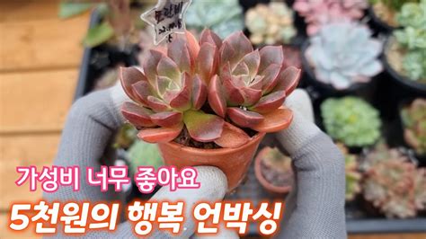 5천원의 행복 가성비 너무 좋아요💕 스피드다육 예쁜아이들 함께해요💕 Youtube