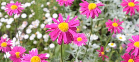 Anacyclus Pyrethrum Uses In Natural Skin Care Products