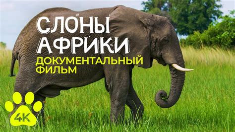 Африканские слоны Интересные факты о величественных животных