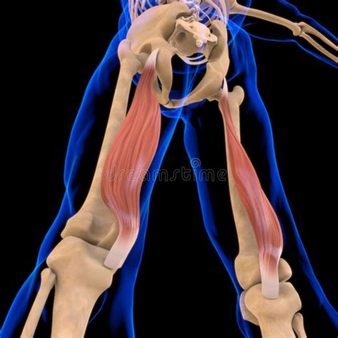 Semimembranosus Muscle Anatomy For Medical Concept 3d Illustration