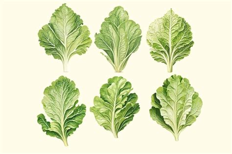Premium Vector Illustration Of A Vintage Lettuce