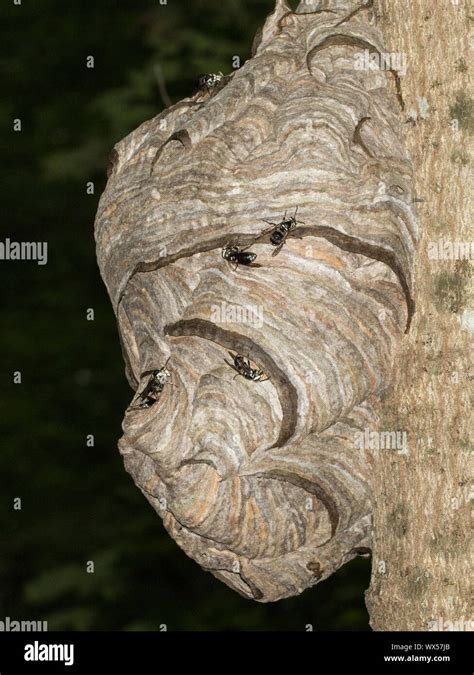 Bald Faced Hornets Dolichovespula Maculata Adding Paper To Their Nest
