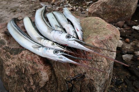 Få en hornfisk på krogen sammen med familien lørdag d 6 maj