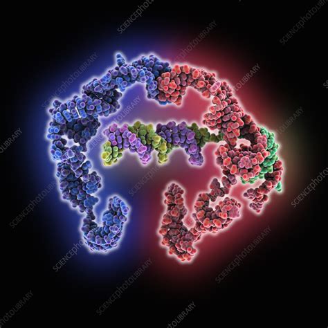 Crispr Associated Endonuclease Cas Csn Molecular Model Stock Image C Science