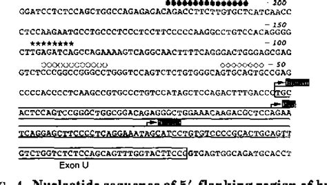 Figure 1 From Molecular Cloning And Chromosomal Localization Of A Human Gene Encoding D Amino