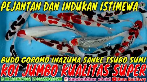 ANGKAT KOI JUMBO SUPER BAGUS SIZE BU GRADE HQ SQ BUDO GOROMO INAZUMA SANKE TSUBO SUMI YouTube
