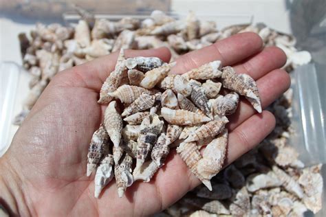 20 Cerith Sea Shells Pointed Shells Sanibel Shells White And Brown Gulf Coast Shells Etsy