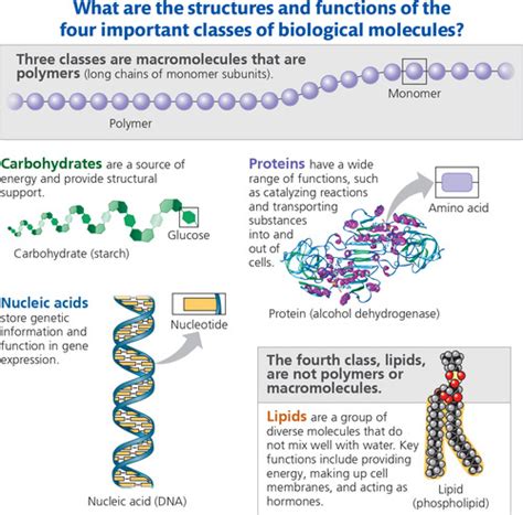 Chapter 5 The Structure And Function Of Large Biological Molecules