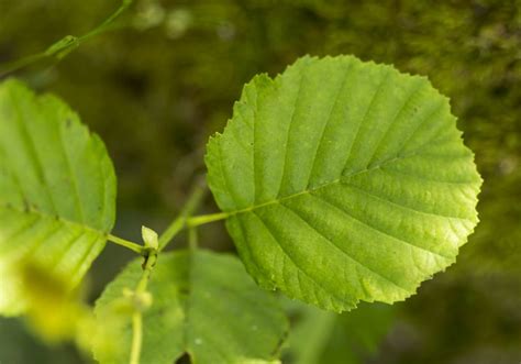 Watering Grey Alder