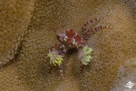 Pom Pom Reef Crab Facts And Photographs Seaunseen