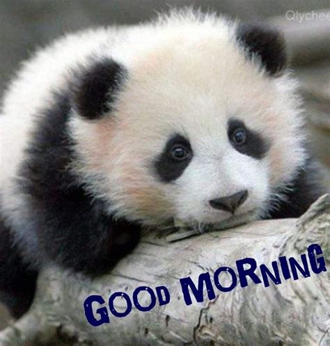 Good Morning Panda Bear
