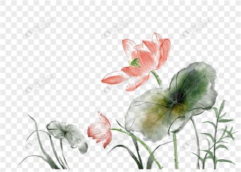 中国风水墨水彩国画荷花元素素材下载 正版素材401719696 摄图网
