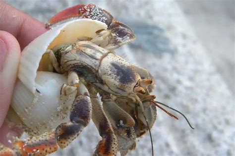 Hermit Crab Molting