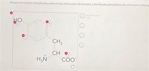 Solved Kinases Are Enzymes That Phosphorylate Certain Amino
