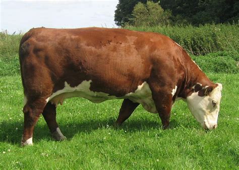 Gouldingpoll Herefords Kashmir Breeding Pedigree Irish Hereford