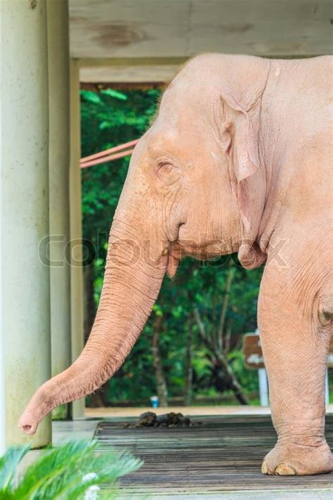 White Elephant Animal In Myanmar Stock Image Colourbox