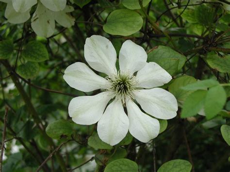 [플가] 클레마티스 '건지 크림' Clematis 'Guernsey Cream'