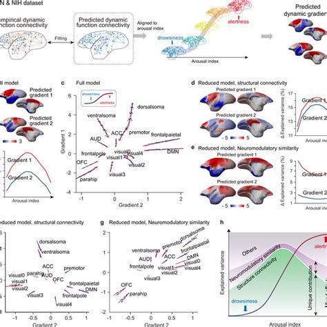 Structure Basis Of Functional Connectivity Gradients In Marmoset A Download Scientific Diagram