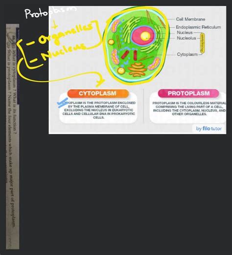 66 6 What Is Cytoplasm What Is Its Function B What Is Protoplasm