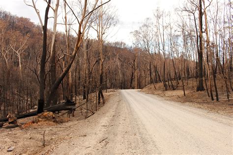 200 Experts Dissected The Black Summer Bushfires In Unprecedented