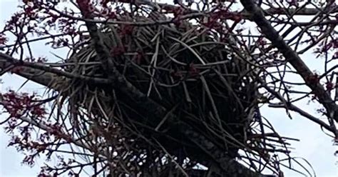 Tree Squirrel All About Cute And Snappy Mammals Learn About Nature