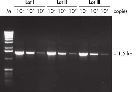 Taq PCR Master Mix Kit