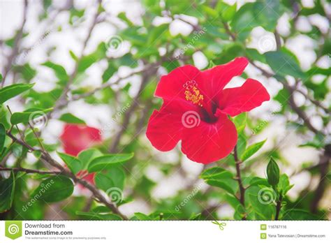 Flowering Hibiscuses Selective Focus Stock Photo Image Of Love