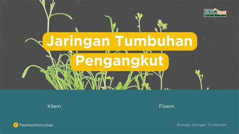 Jaringan Pengangkut Pada Tumbuhan RBDigital