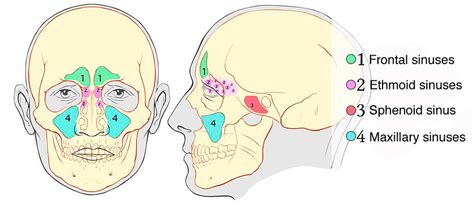 Sinus Surgery Rhinoplasty In Seattle Rhinoplasty Surgeon