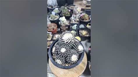 천년다육 생쇼 엑스플랜트 다육 하월시아 아프리카식물 다육이 다육식물 다육라방 코노 코노피튬 Youtube