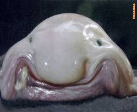 Blobby Da Blobfish On Twitter When I C Sexi Blob Fish Twerkin Dis Wut I L K Liek BlobOn