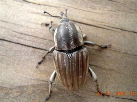 Clay Colored Billbug From Linn County Ia Usa On July 20 2009 At 06