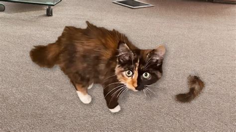Why Do Cats Tails Fall Off 7 Possible Reasons CatPointers