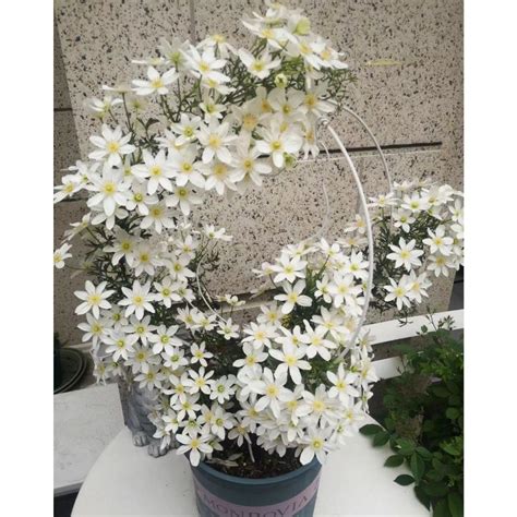 鐵線蓮種根 爬藤觀花植物 重辦單瓣 鐵線蓮 四季易種植 盆栽地栽 蝦皮購物