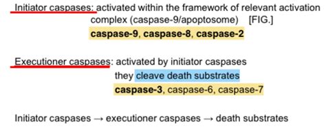 Cell Differentiation Flashcards Quizlet