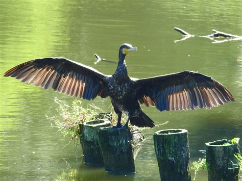 鳥の魅力紹介まとめ。身近にもたくさんいる魅力的な野鳥たち ネイチャーエンジニア いきものブログ