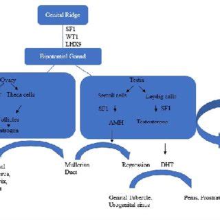 PDF Sex Determination And Sex Differentiation